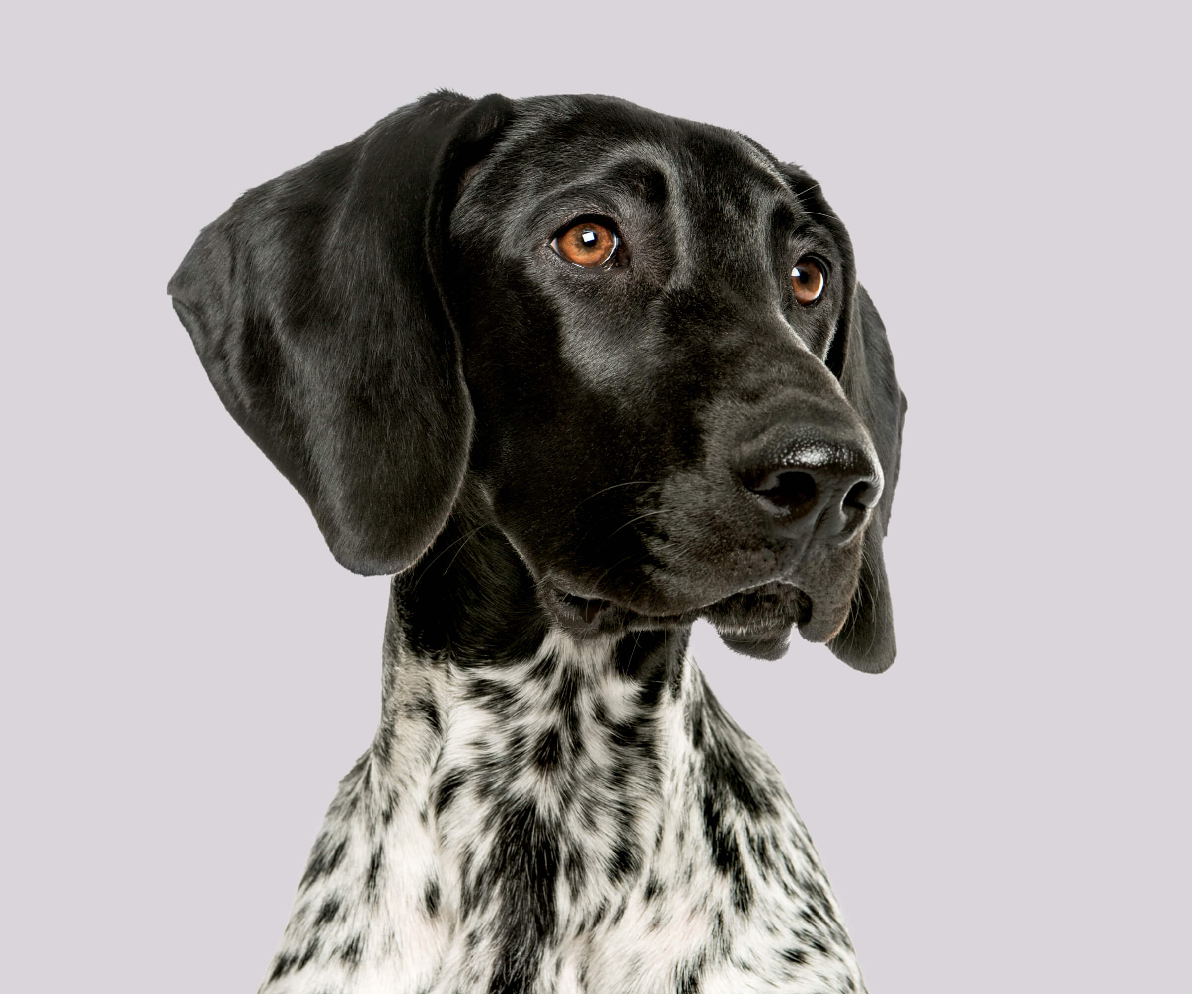 IDEXX Diavet Schweiz - veterinärmedizinische Diagnostik - IDEXX Switzerland