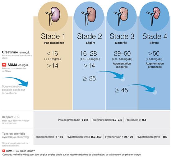 Une étude de cas sur la SDMA : Bess - IDEXX France