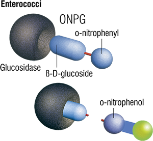 Enterolert 250: Detects enterococci - IDEXX US