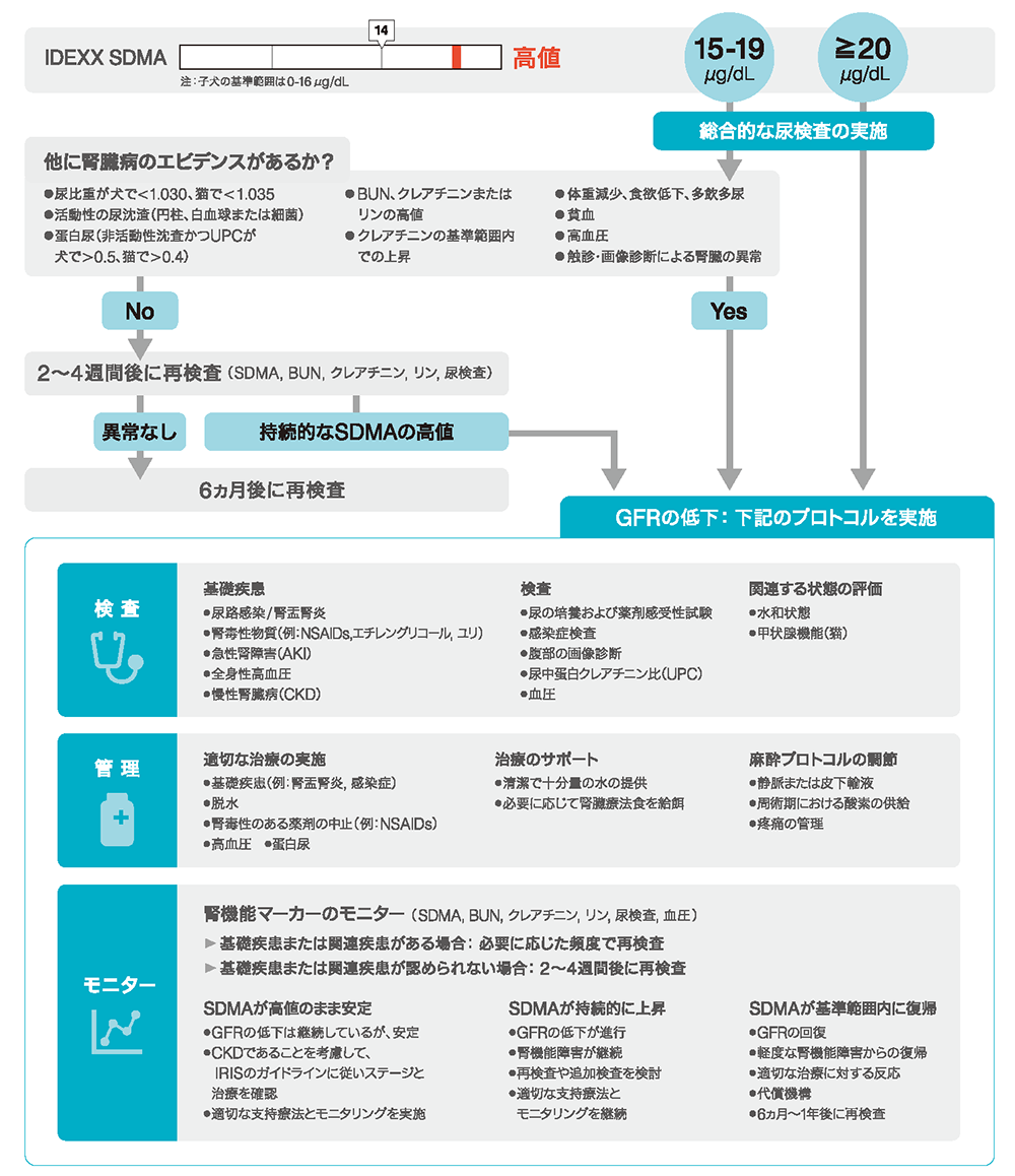 SDMAの結果解釈 - IDEXX Japan