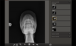 IDEXX EliteVision Digital Imaging System - Digital Imaging for Equine ...