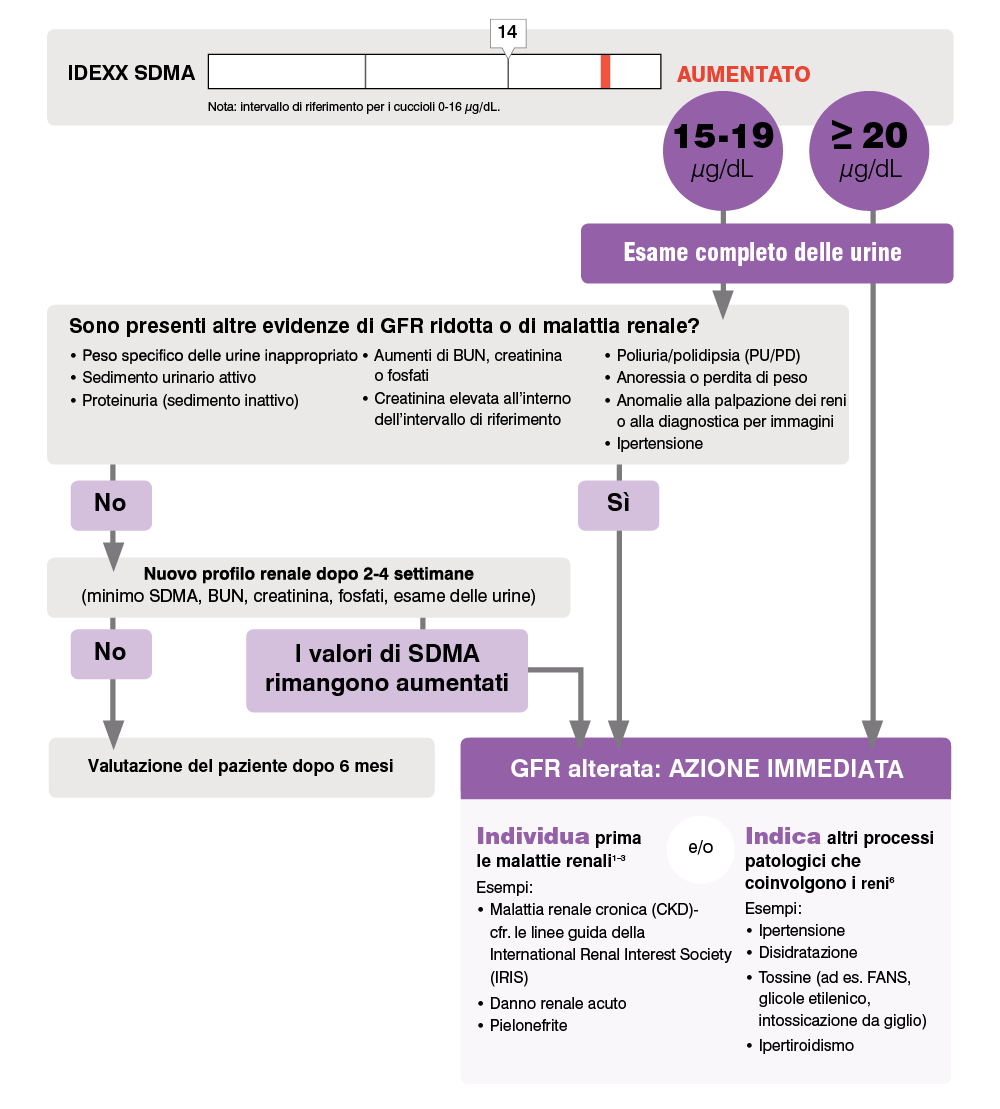 Interpretare i risultati dell’SDMA - IDEXX Italy