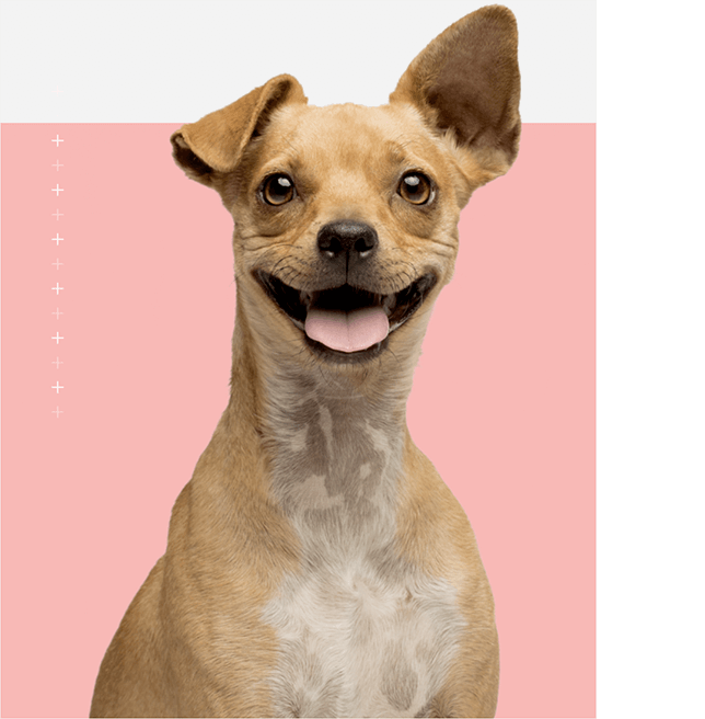 IDEXX Diavet Schweiz - veterinärmedizinische Diagnostik - IDEXX Switzerland