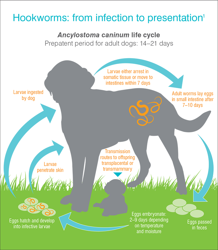 Hookworms Eggs In Dogs