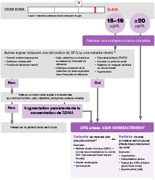 Interpréter les résultats de la SDMA - IDEXX France