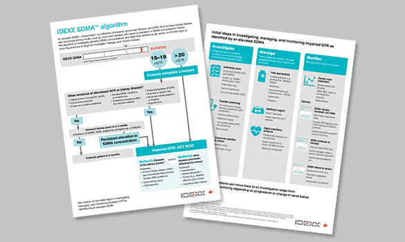 Talk with clients about SDMA - IDEXX Canada
